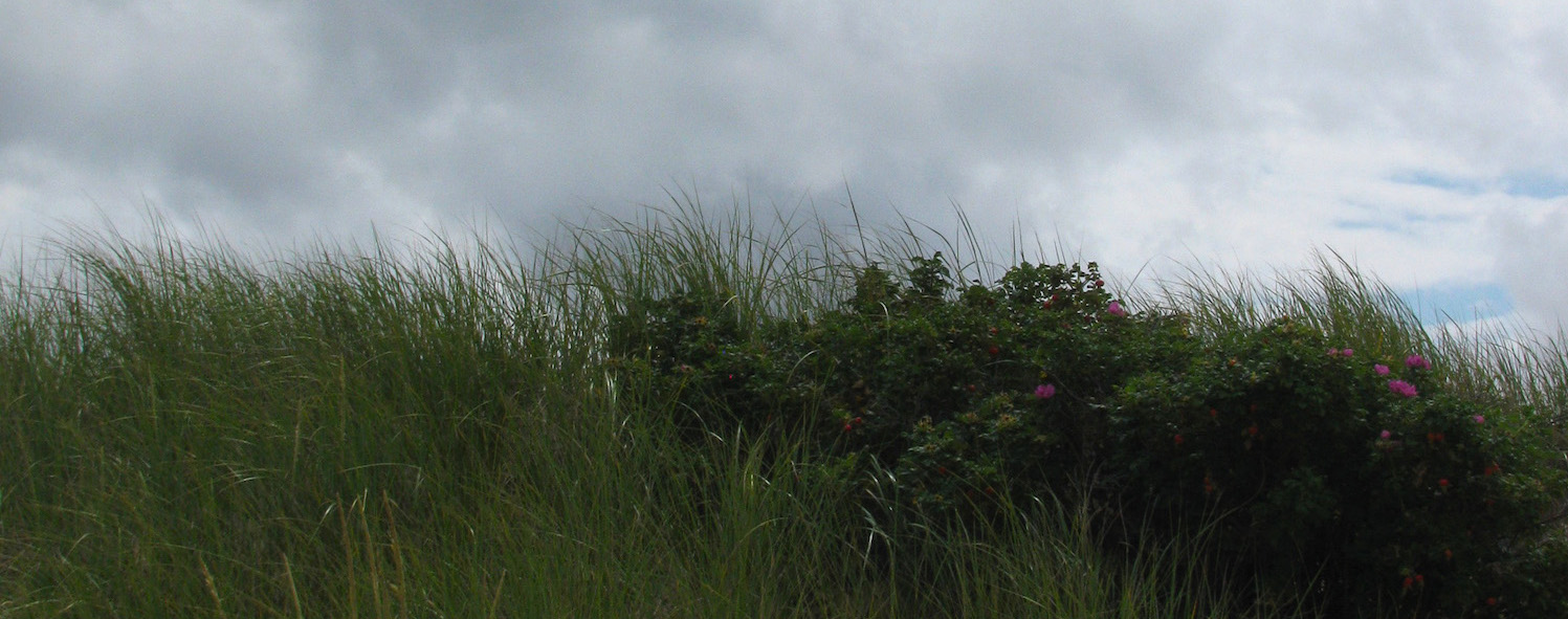 Green Publishers List Write Practice Sustainability Poetic Earth Month green-publishers-list-write-practice-sustainability-poetic-earth-month